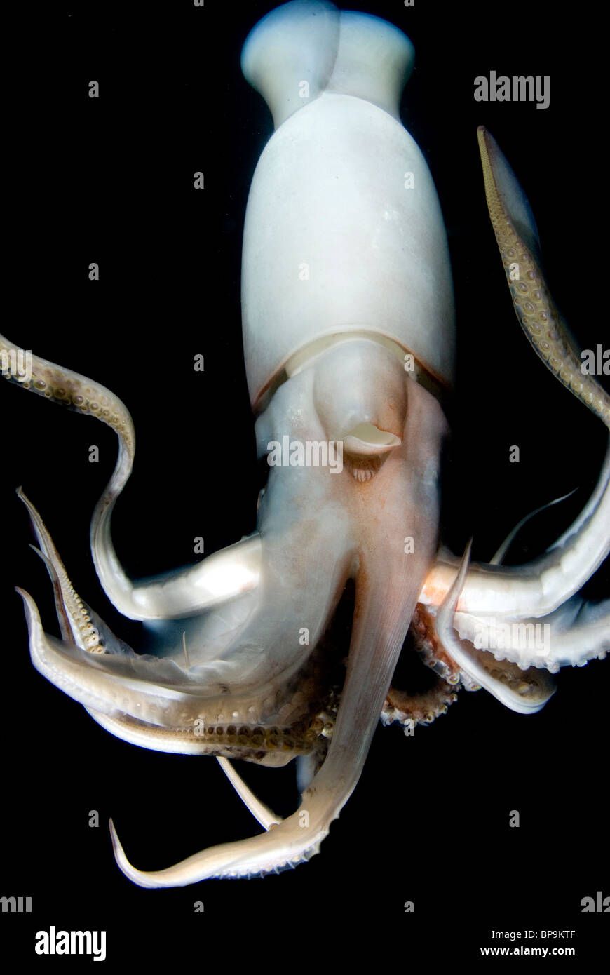 Giant Humboldt Squid (Dosidicus gigas) underwater at night in the Sea of Cortez, Mexico Stock ...