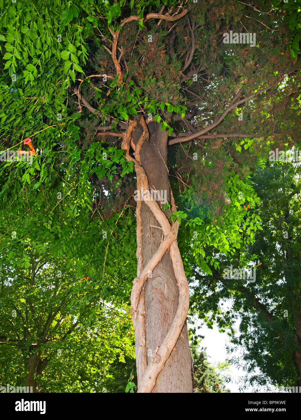 Tree trunk and canopy covered with a climbing vine plant Stock Photo ...