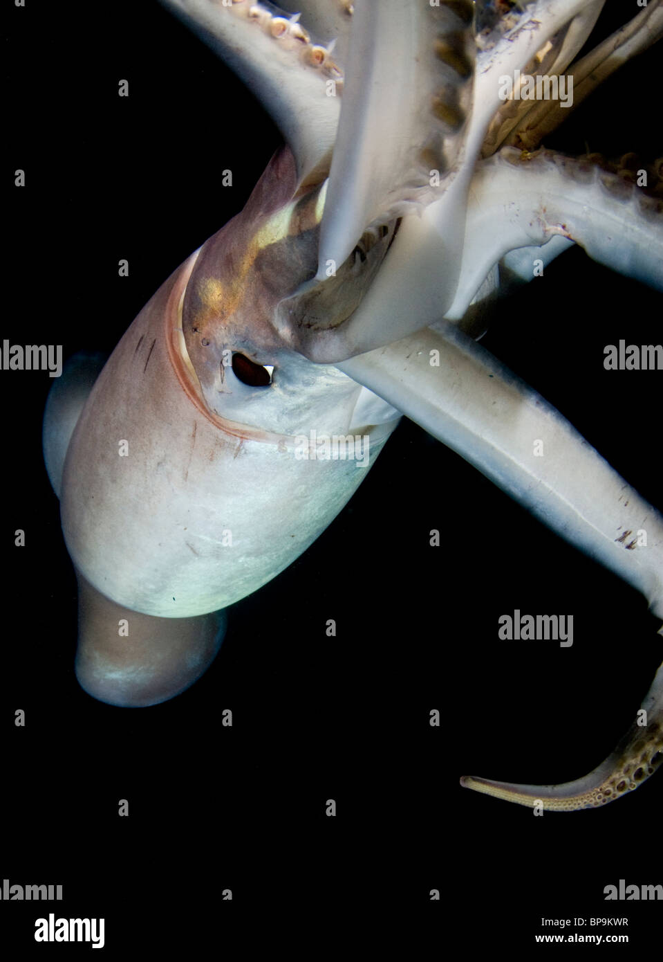Giant humboldt squid hi-res stock photography and images - Alamy