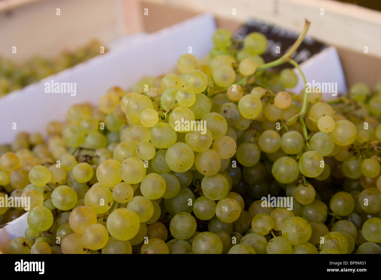 Chasselas grapes on a market stall Stock Photo - Alamy