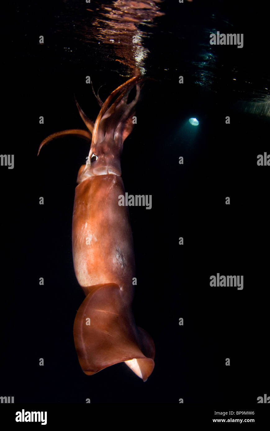 Giant Humboldt Squid (Dosidicus gigas) underwater at night in the Sea ...