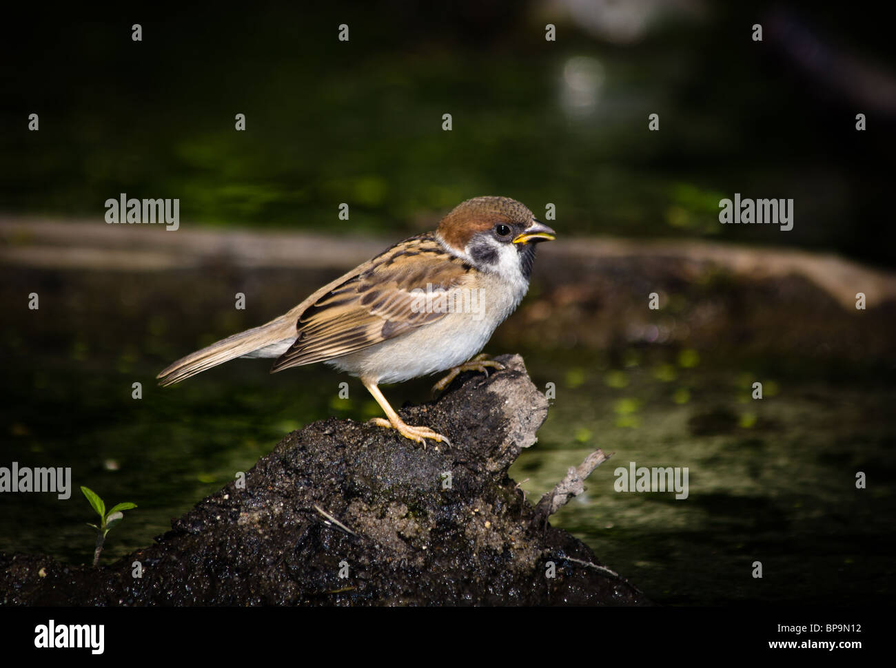 A newly fledged chick (fledgeling) in the nature. Passer montanus, Tree ...
