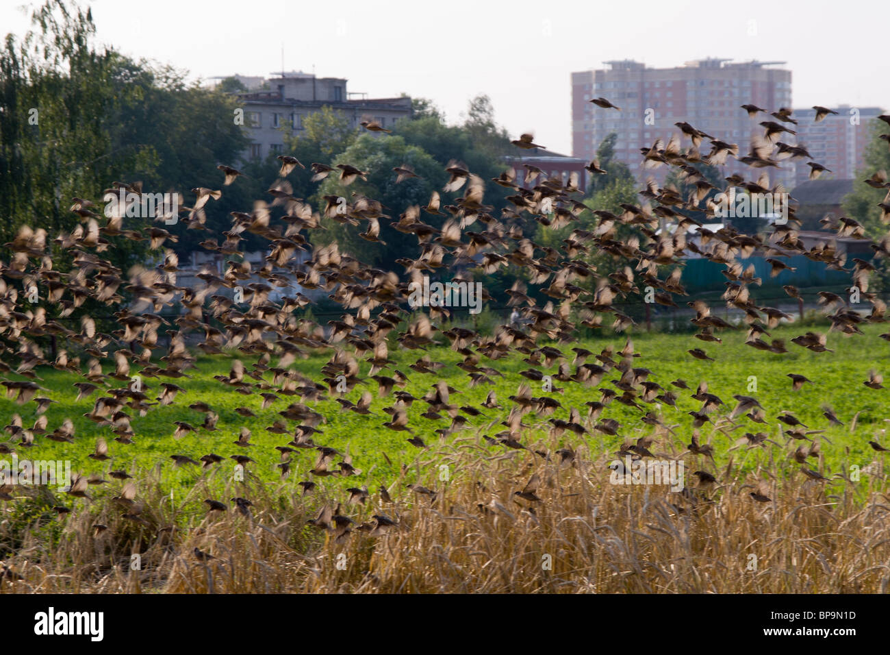 Sparrows flight hi-res stock photography and images - Alamy