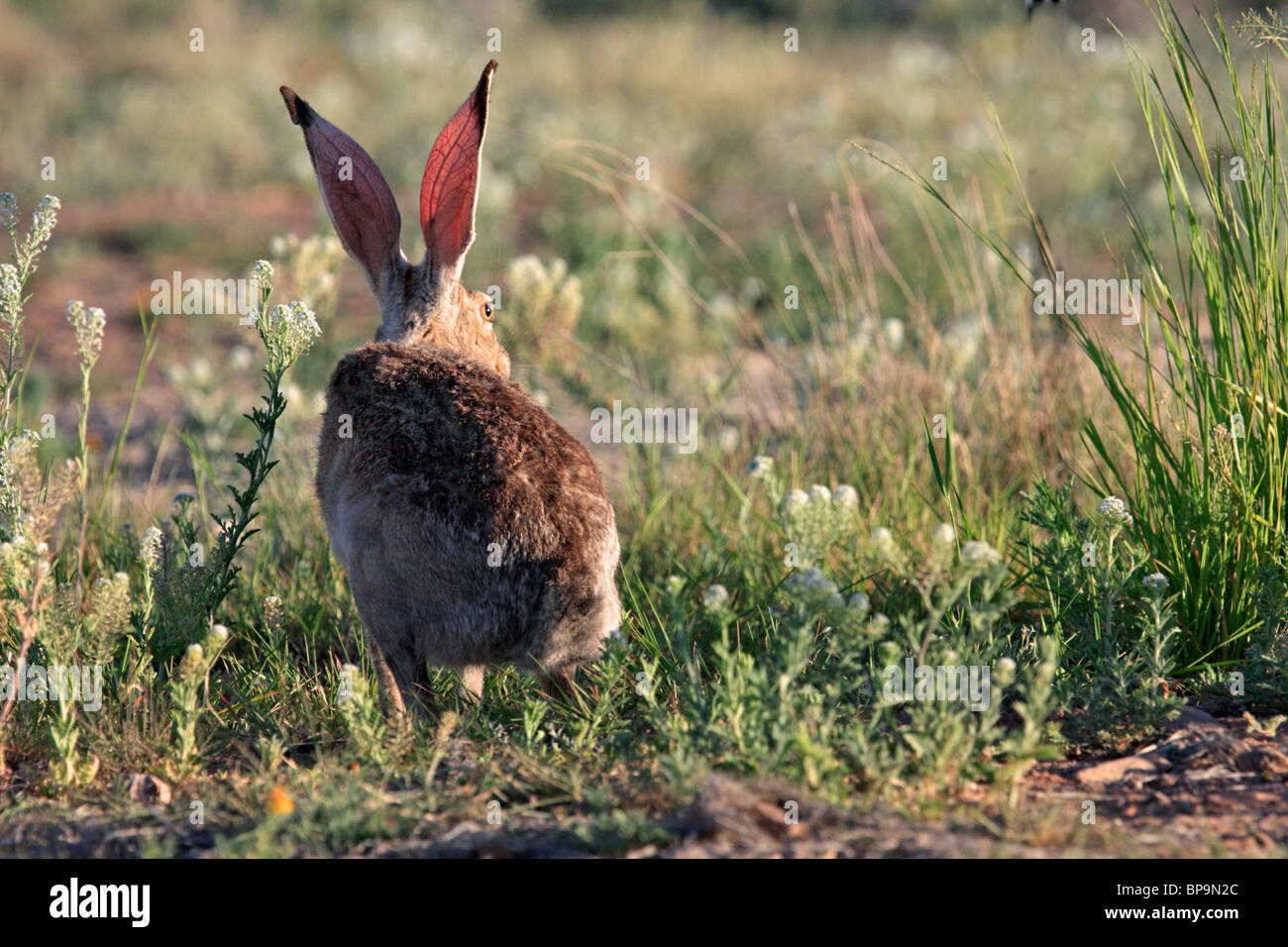 Raising Jackrabbits