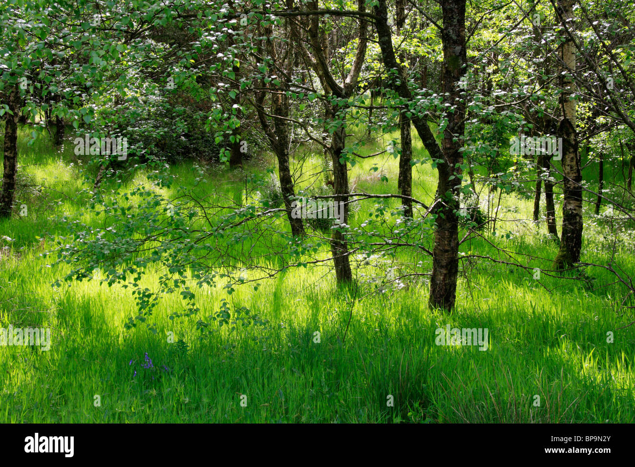 View in the Galloway Forest Park at Kirroughtree Visitor Centre near ...