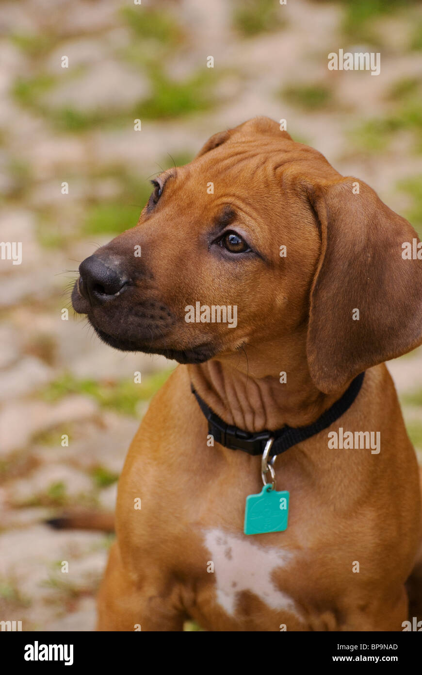 Redbone Coonhound Rhodesian Ridgeback Mix