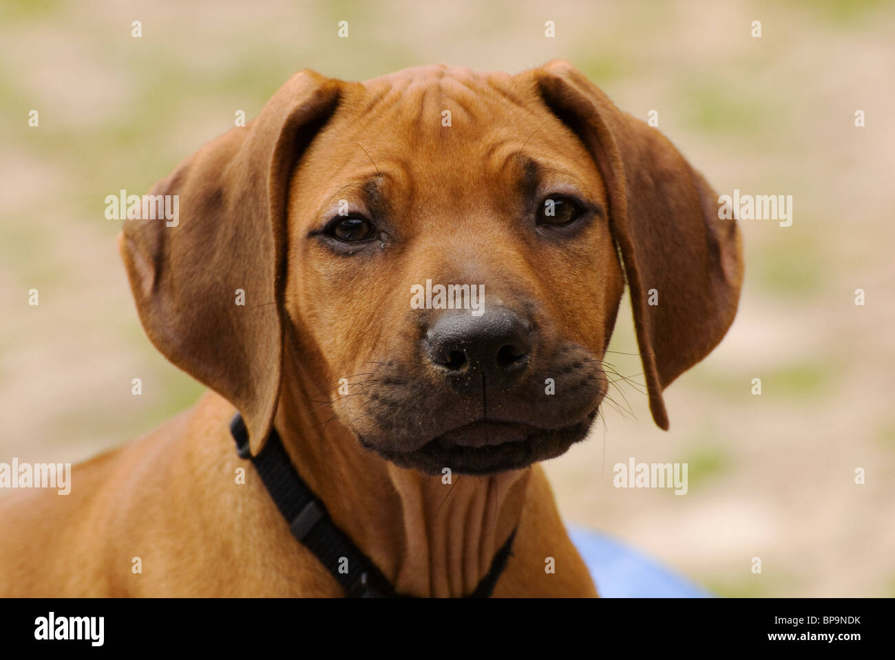 rhodesian ridgeback puppy Stock Photo - Alamy