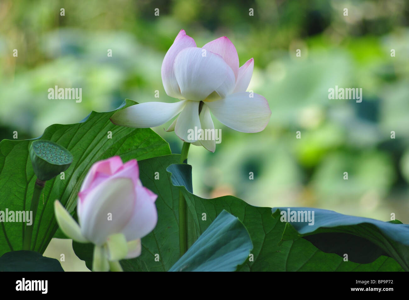 Lotus flower stem hi-res stock photography and images - Alamy