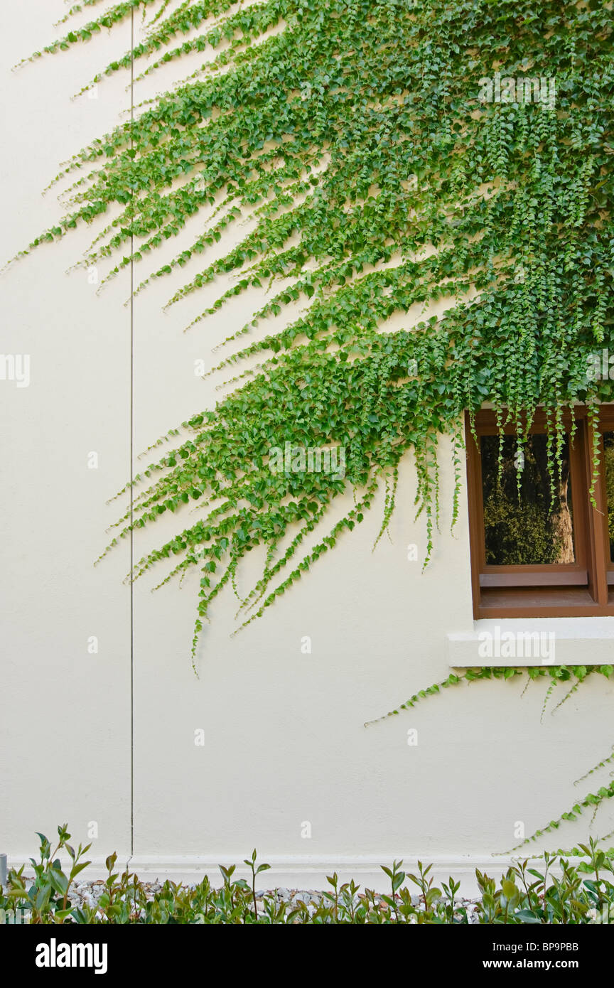 Plant covering window hi-res stock photography and images - Alamy