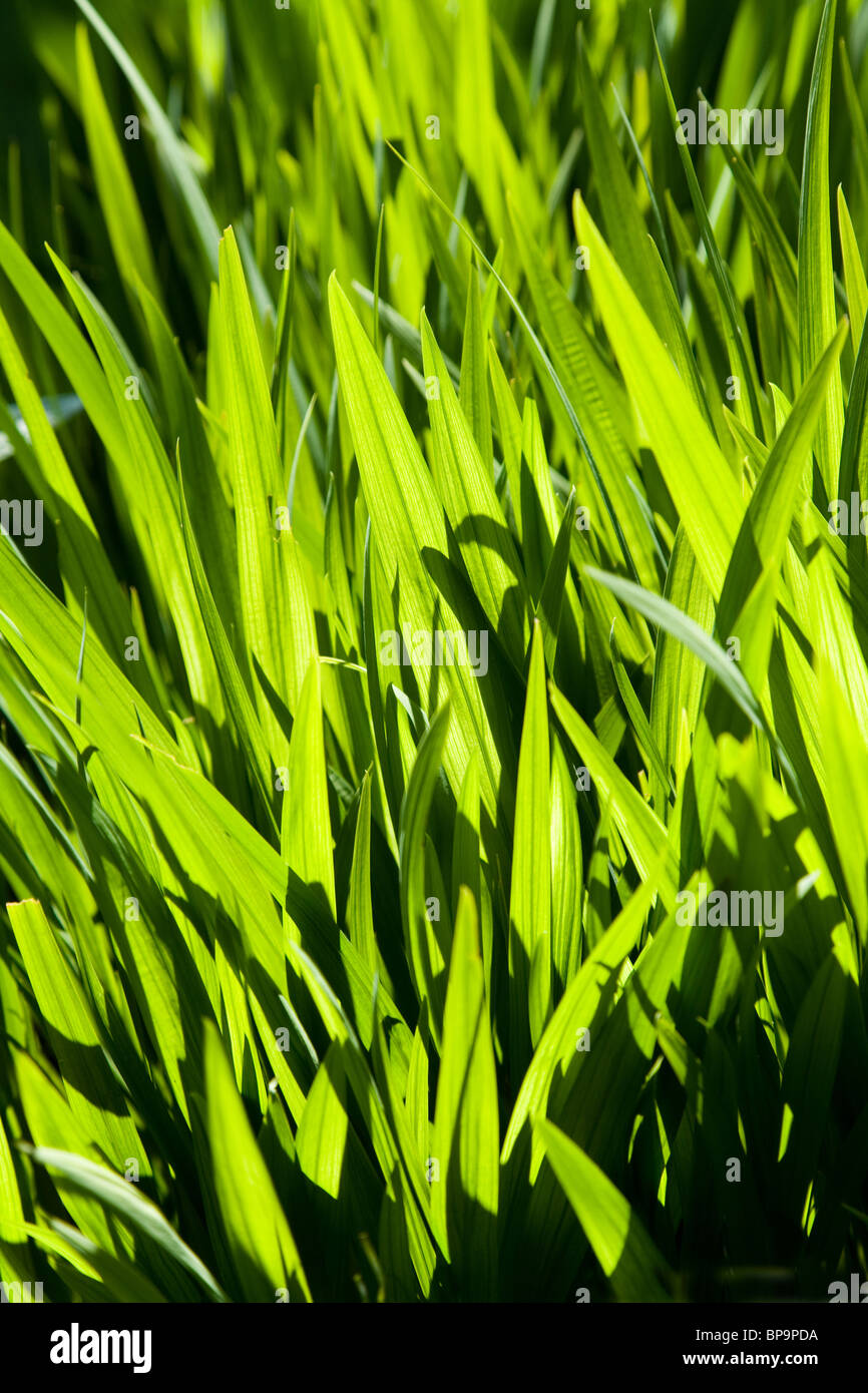 Green backgrounds hi-res stock photography and images - Alamy