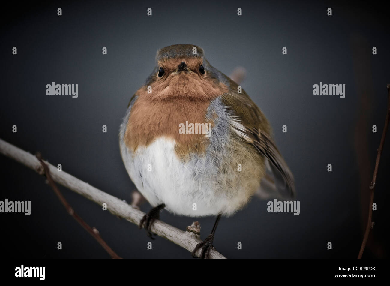 European Robin (Erithacus rubecula Stock Photo - Alamy