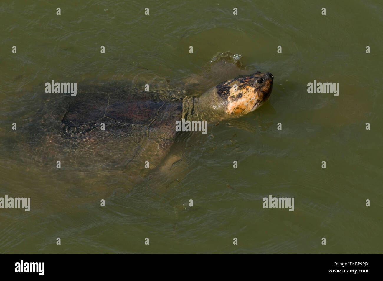 South American River Turtle High Resolution Stock Photography and ...