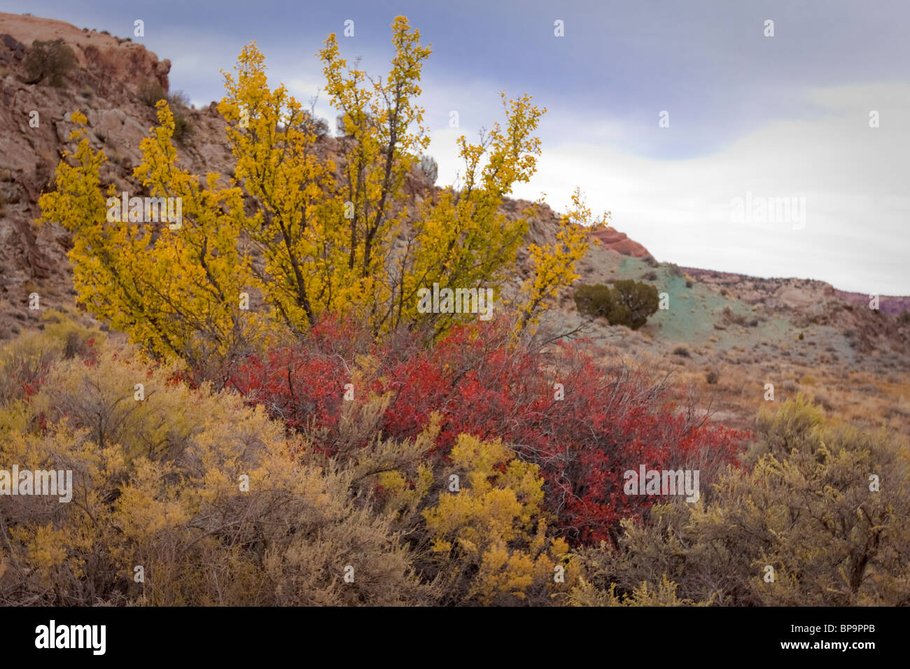 Fall Color in Arches National Park Stock Photo - Alamy