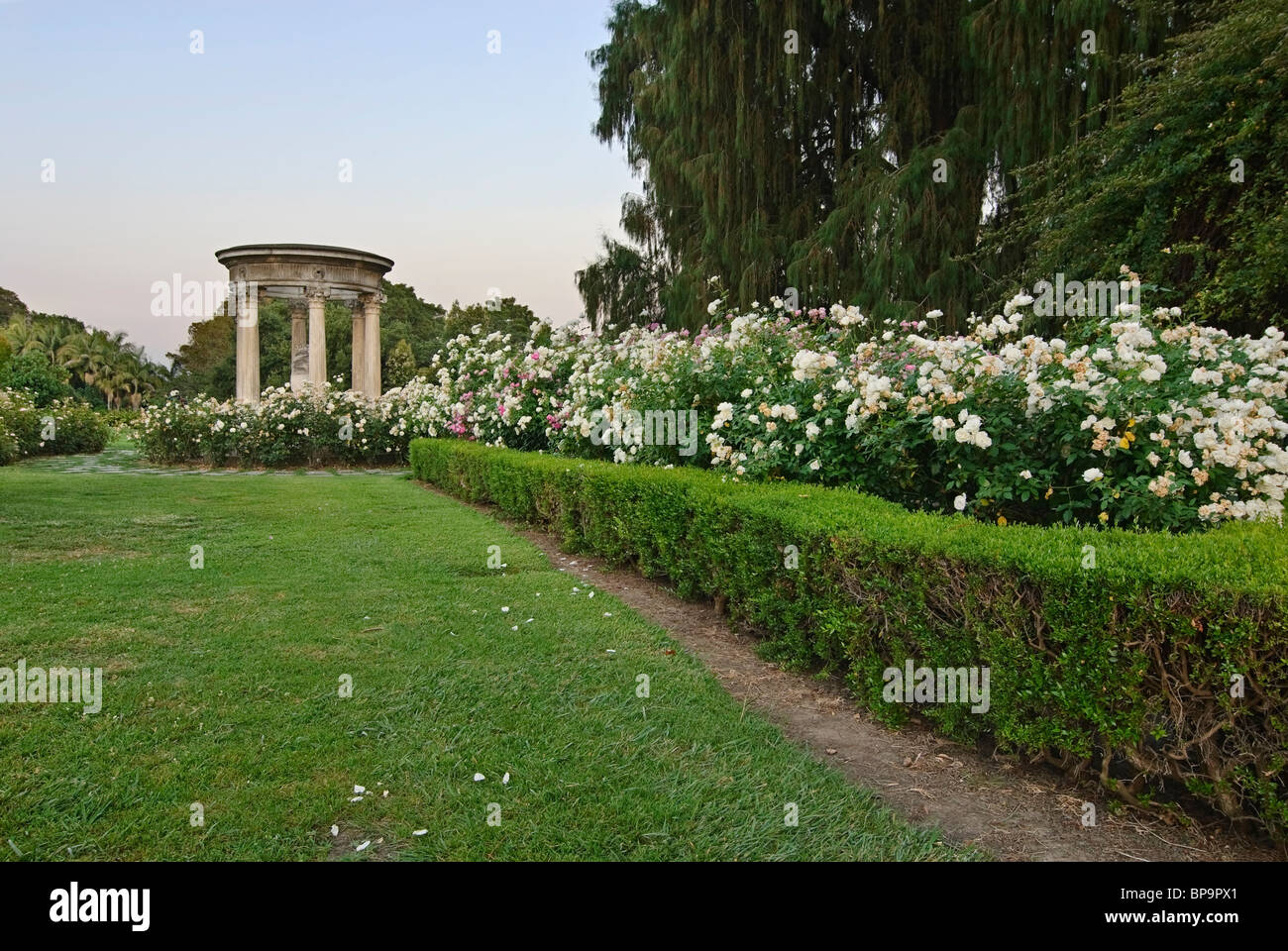 Pink roses garden flower beds hi-res stock photography and images - Alamy