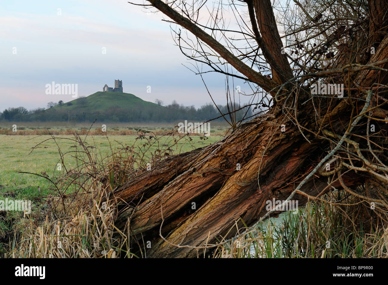 A Willow tree leaning over a rhyne with Burrow Mump in the distance ...