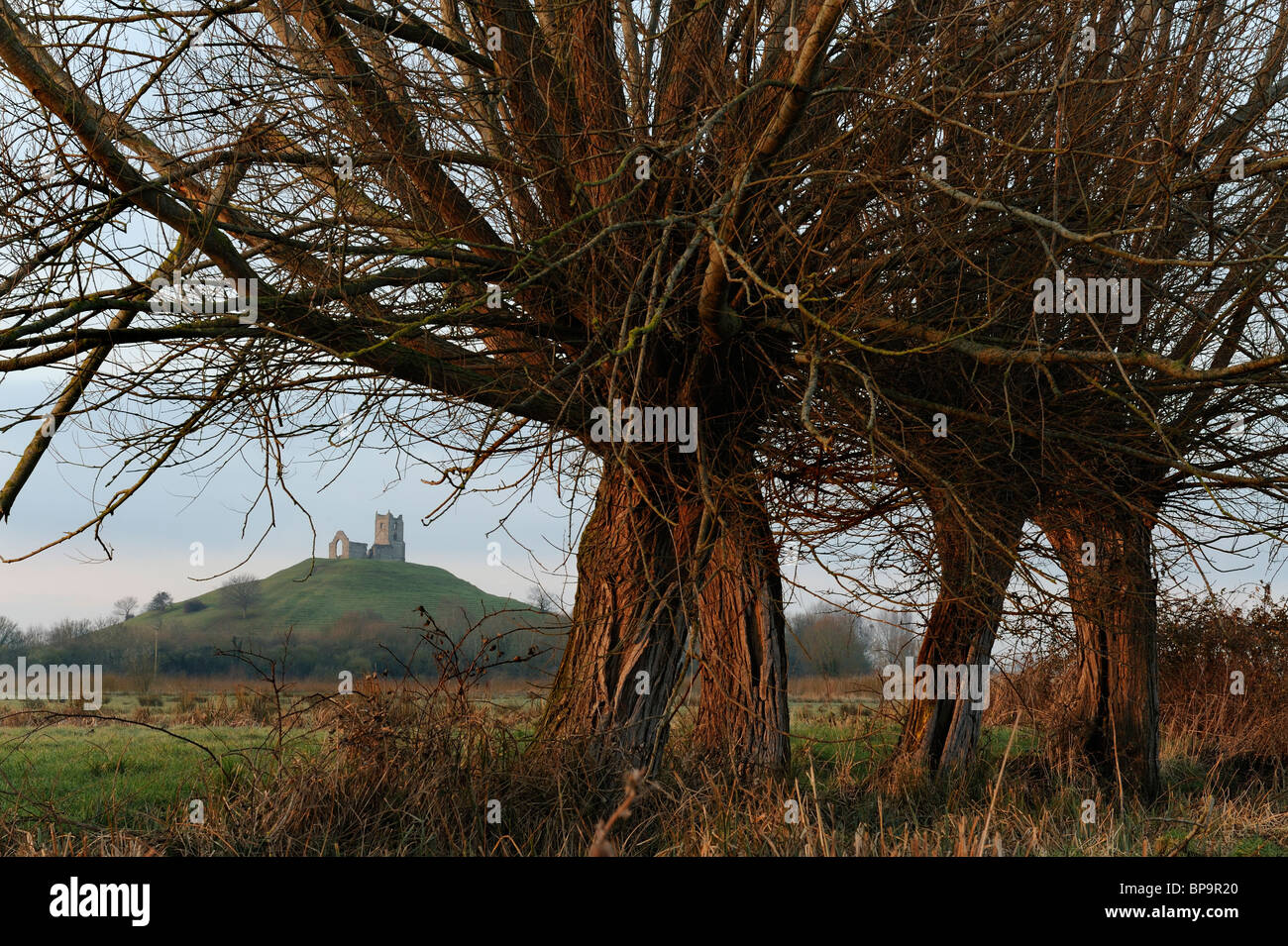 Tree Burrow High Resolution Stock Photography and Images - Alamy