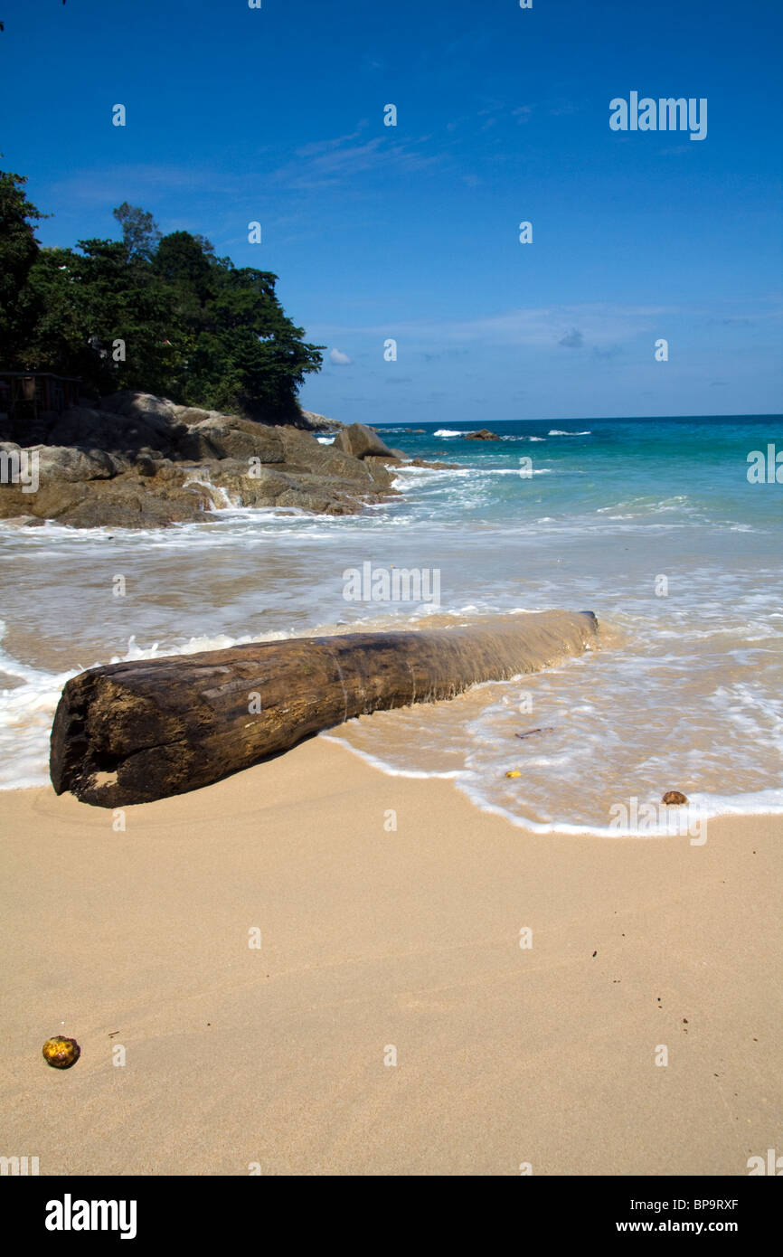 Washed up log lying on tropical beach, Surin beach, Phuket, Thailand ...