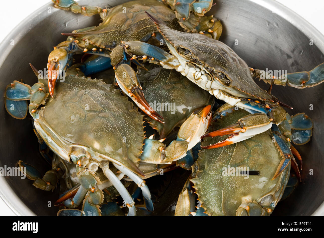 Blue Crab close up shot Stock Photo - Alamy