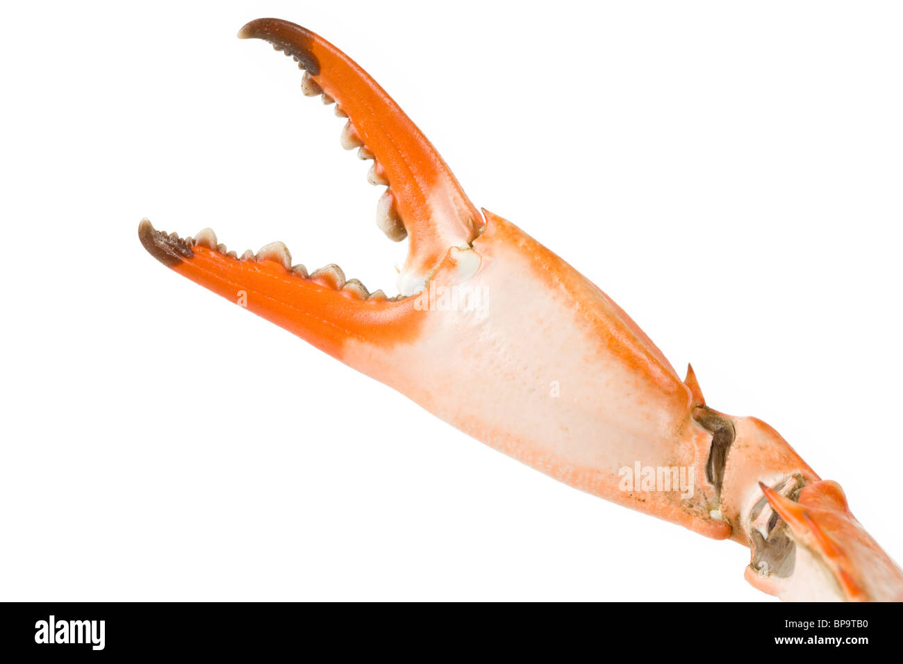 Crab Claw with white background Stock Photo - Alamy