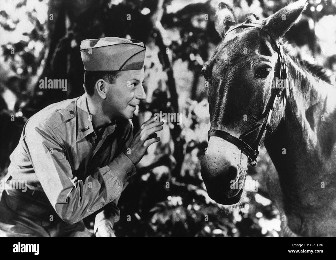DONALD O'CONNOR & MULE FRANCIS THE TALKING MULE (1950 Stock Photo - Alamy