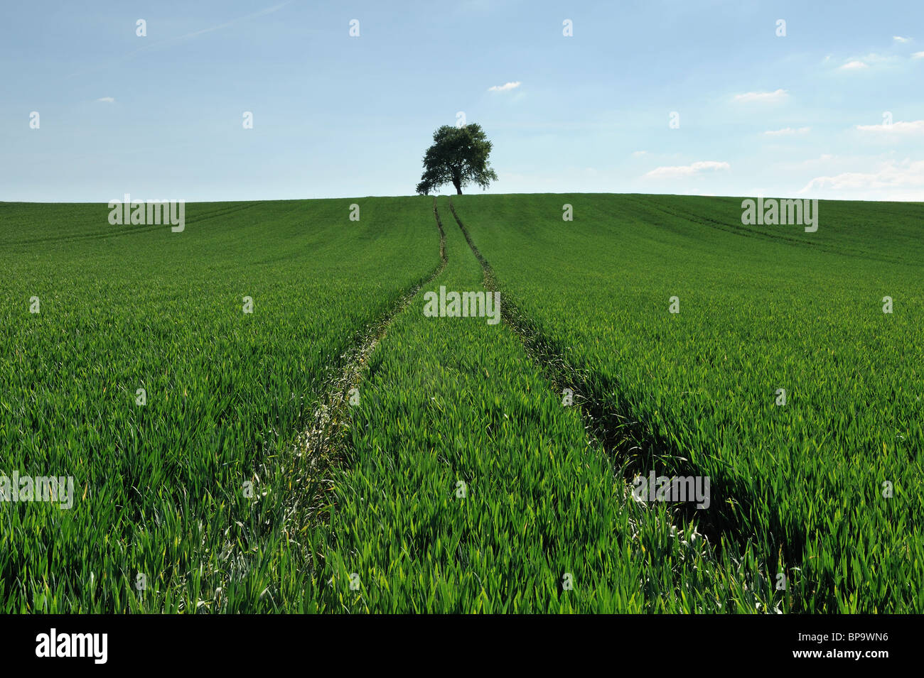 A field with tractor trails leading through the crop towards a tree ...