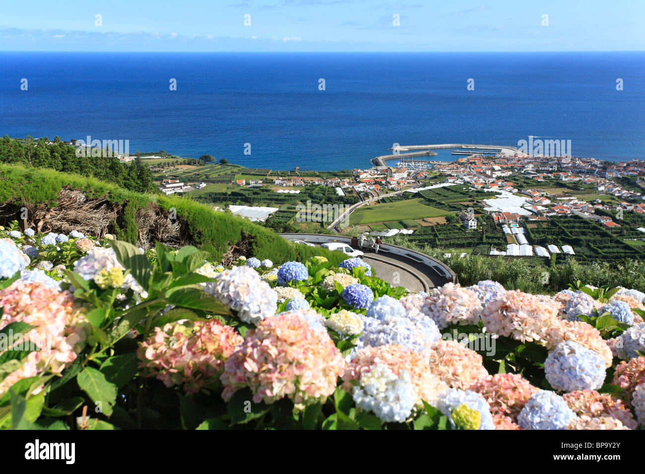 Hydrangeas azores hi-res stock photography and images - Alamy