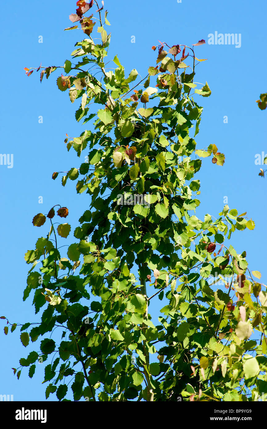 Swedish columnar aspen hi-res stock photography and images - Alamy