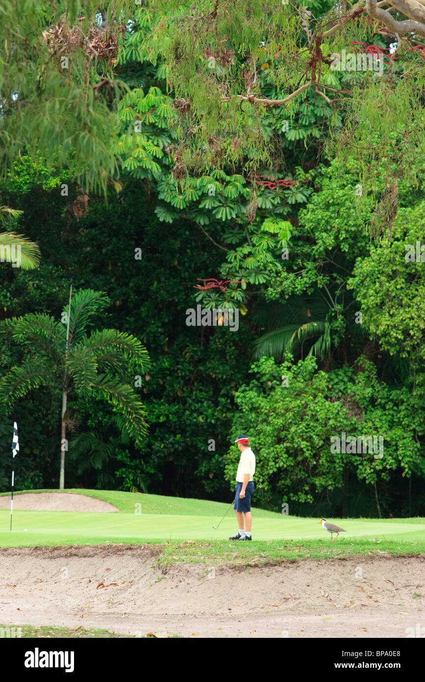 A Masked Lapwing bird watches a golfer on the green at Sheraton Mirage ...
