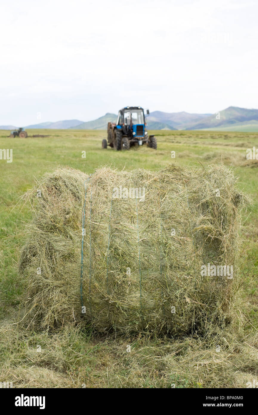 tractors harvest hay in the field, big hay roll in the foreground Stock ...