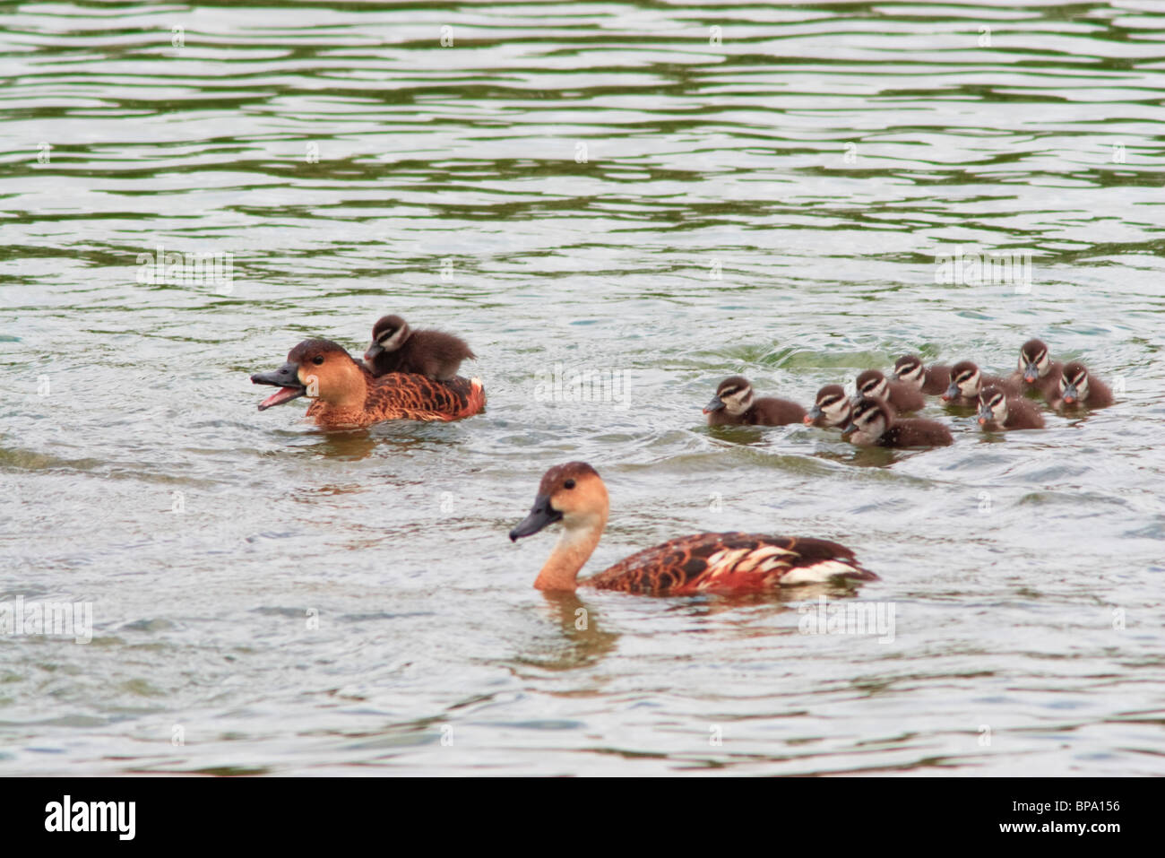 A mother whistling duck and her ducklings at the Sheraton Mirage golf ...