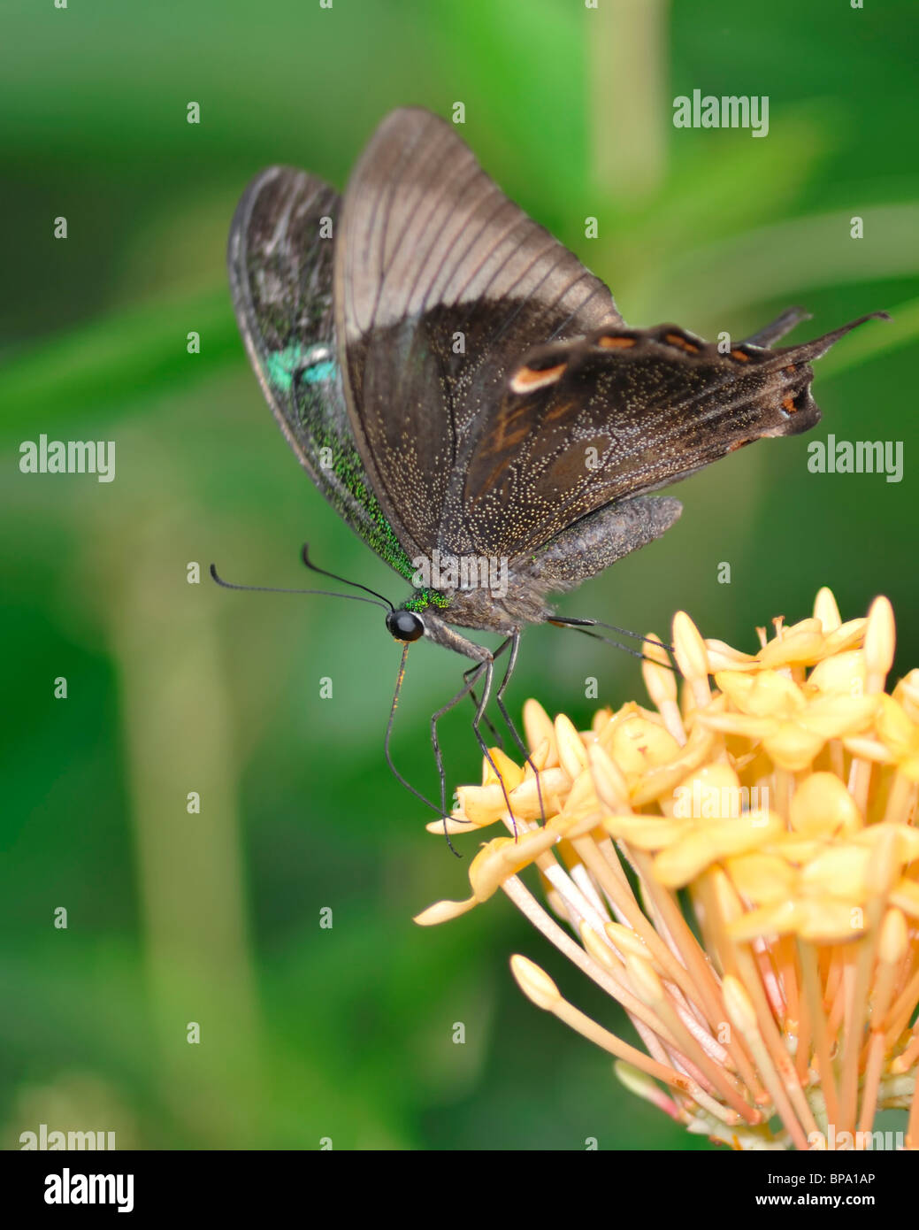 Banded peacock butterfly hi-res stock photography and images - Alamy
