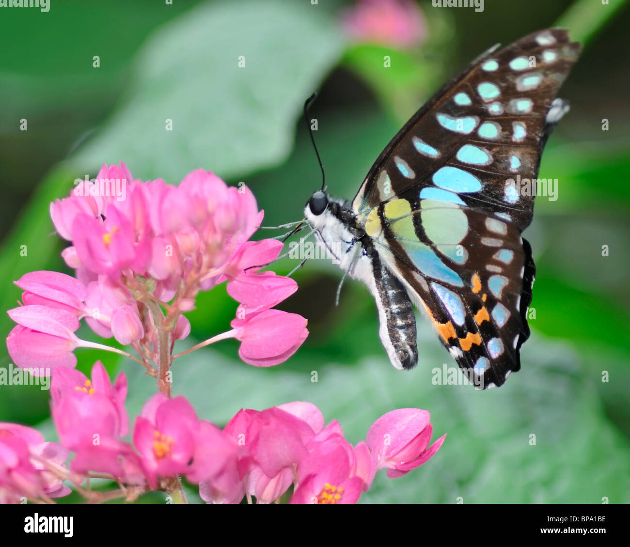 Veined Jay Butterfly feeding on a pink Bougainvillea flower while ...