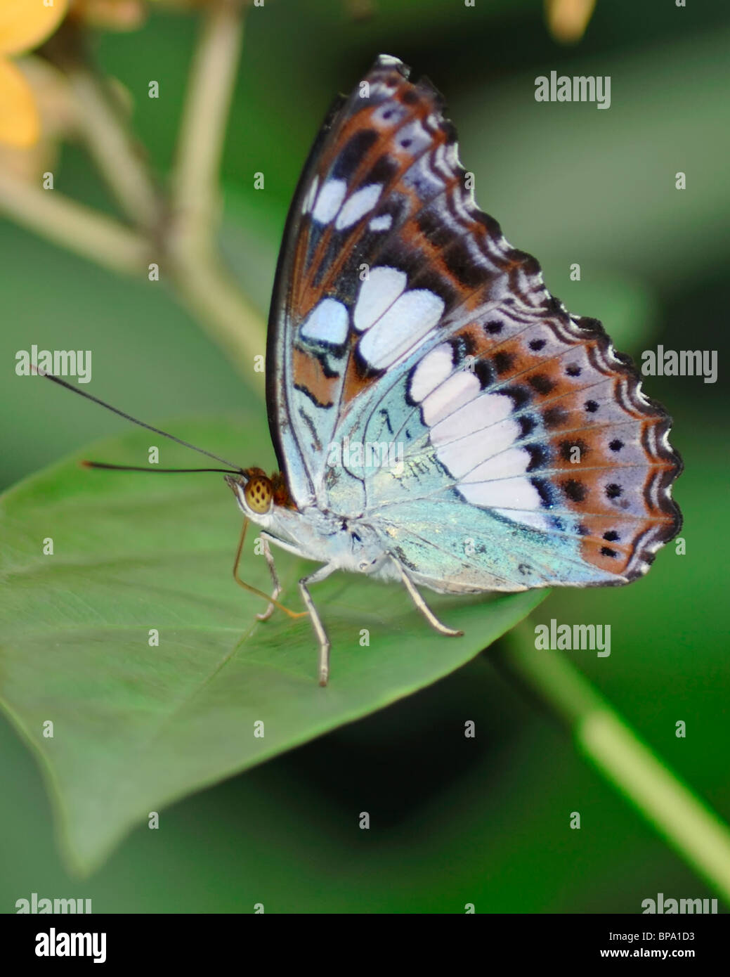 Commander Butterfly resting on a leaf of a yellow flower Ixora plant ...
