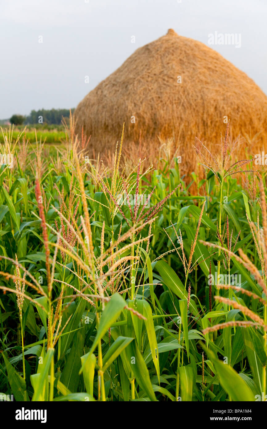 Hay stack and corn field - Kandal Province, Cambodia Stock Photo - Alamy
