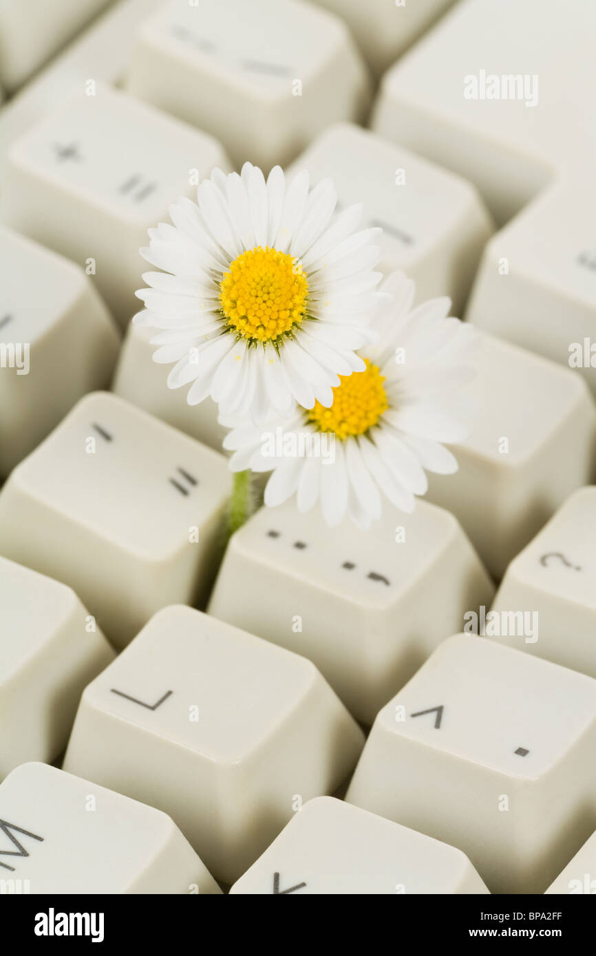 Computer Keyboard and flower, concept of Cyberspace Freedom Stock Photo ...