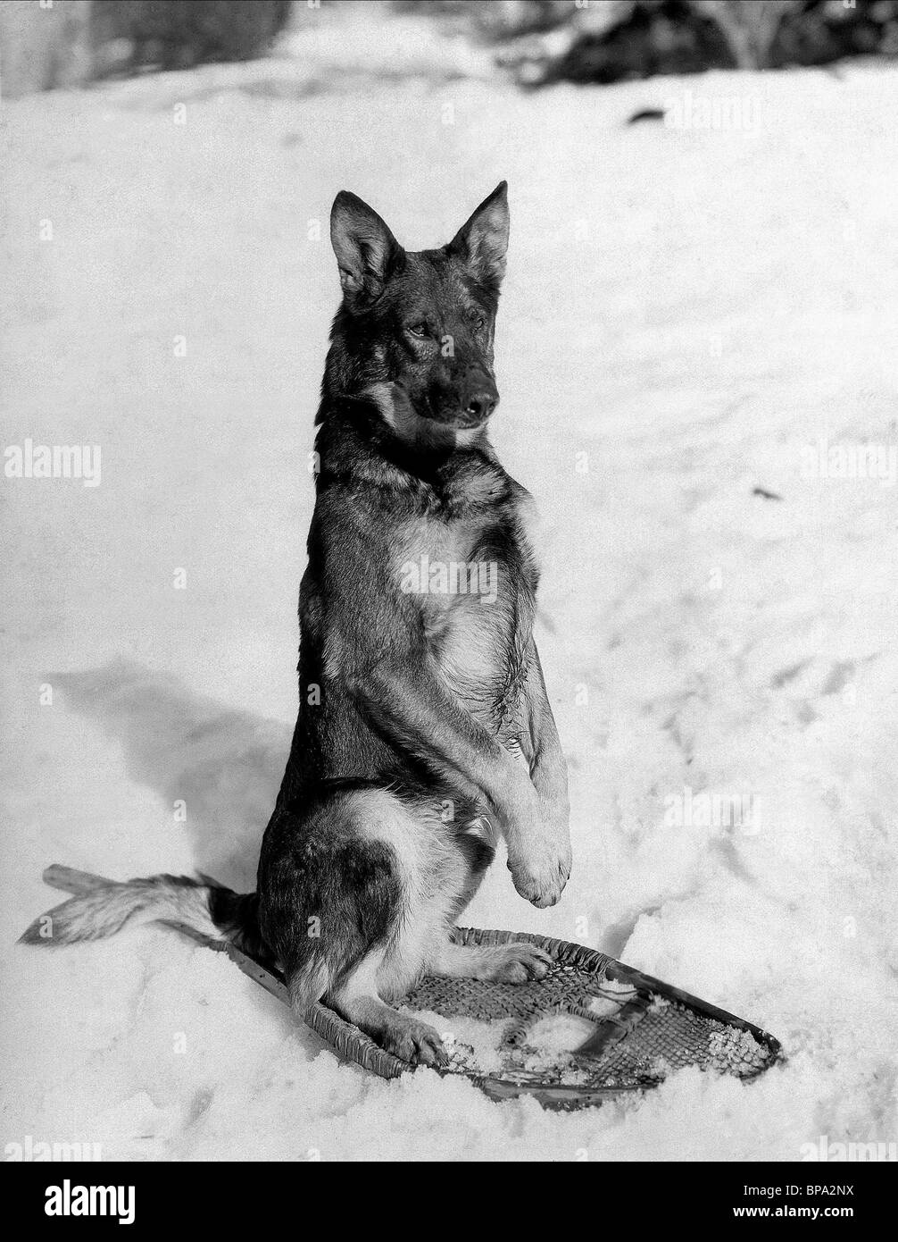 RIN TIN TIN TRACKED IN THE SNOW COUNTRY; (1925 Stock Photo - Alamy