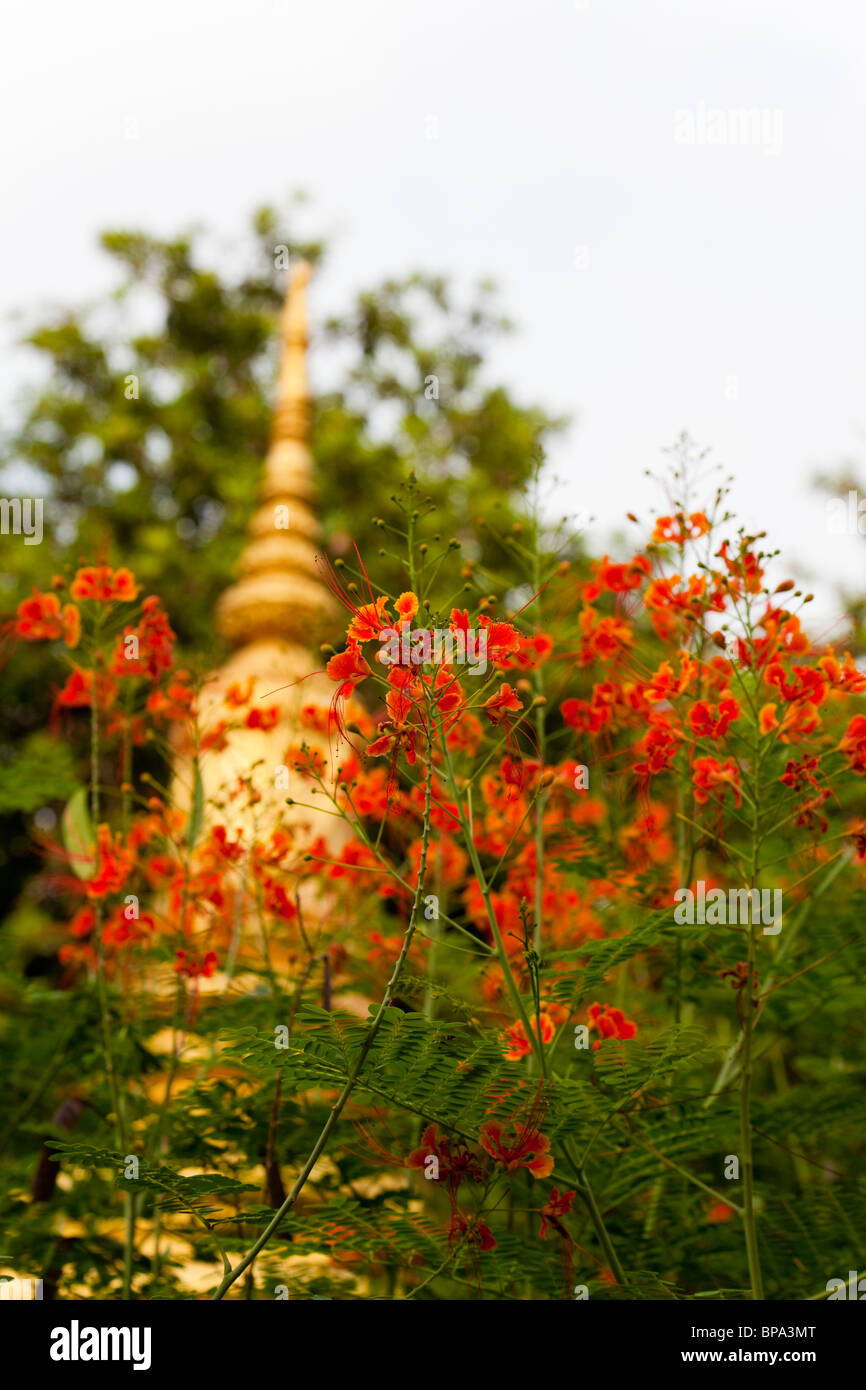 Burial stupa and red blossoms in a pagoda - Kandal Province, Cambodia ...