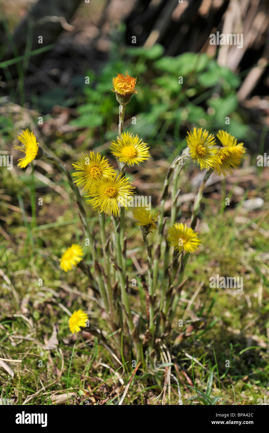 Coltsfoot yellow spring hi-res stock photography and images - Alamy