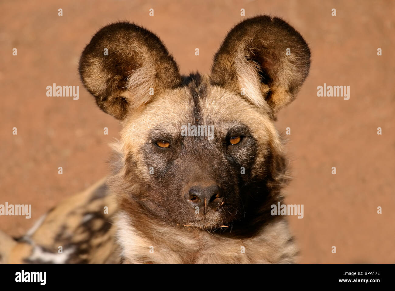 Portrait of an African wild dog or painted hunting dog (Lycaon pictus ...