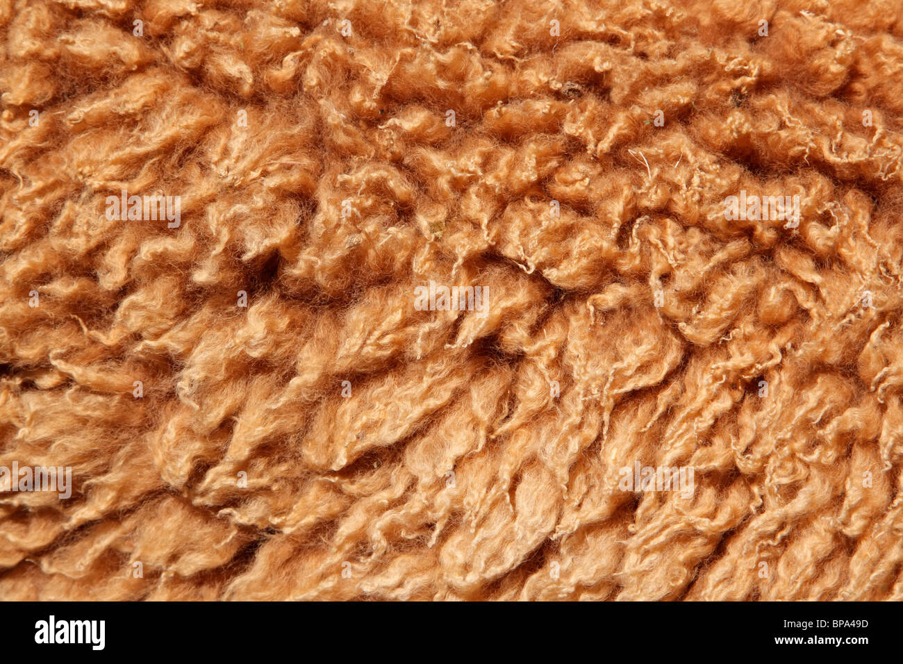 Close up alpaca hi-res stock photography and images - Alamy