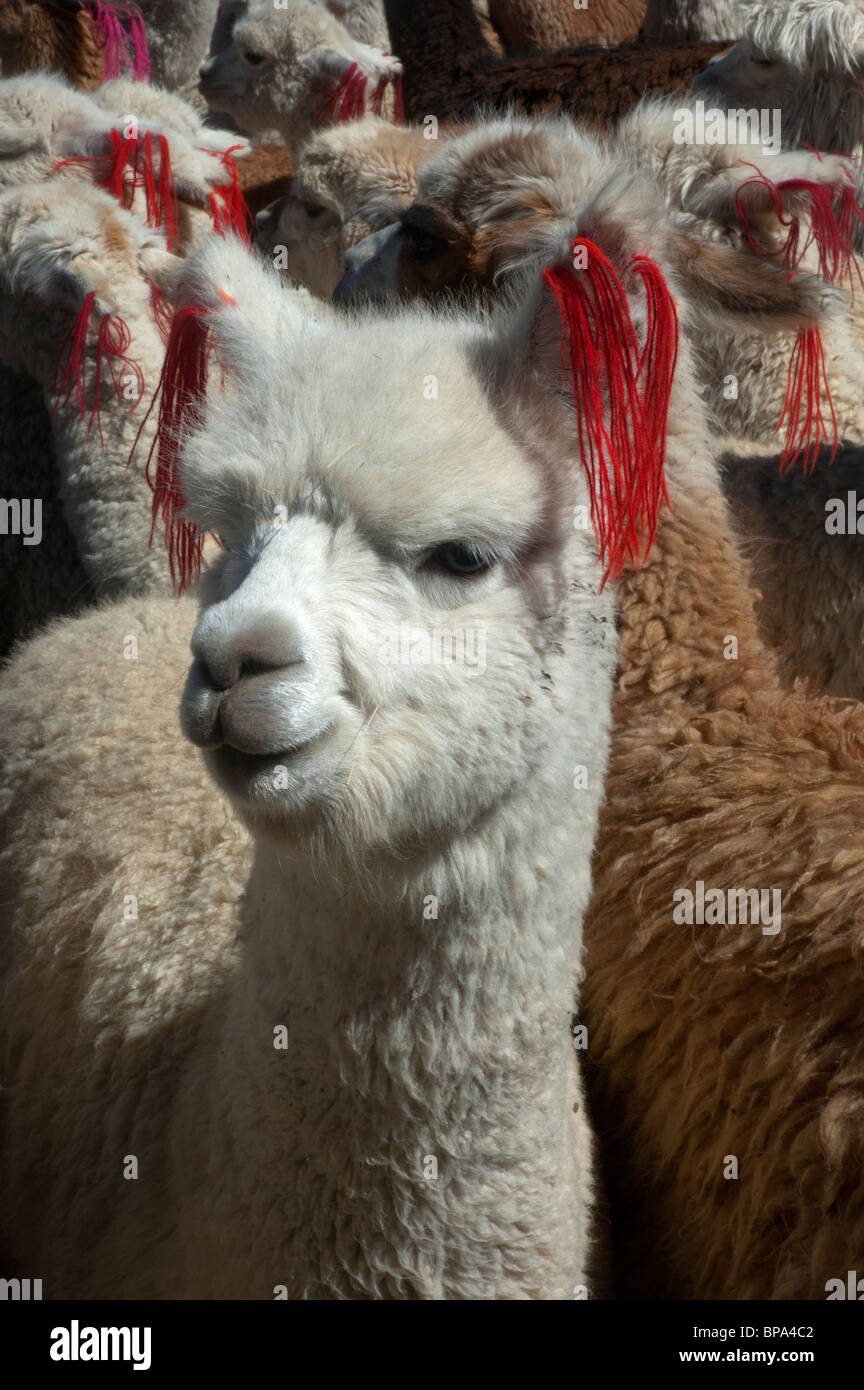 Alpaca ear tag hi-res stock photography and images - Alamy
