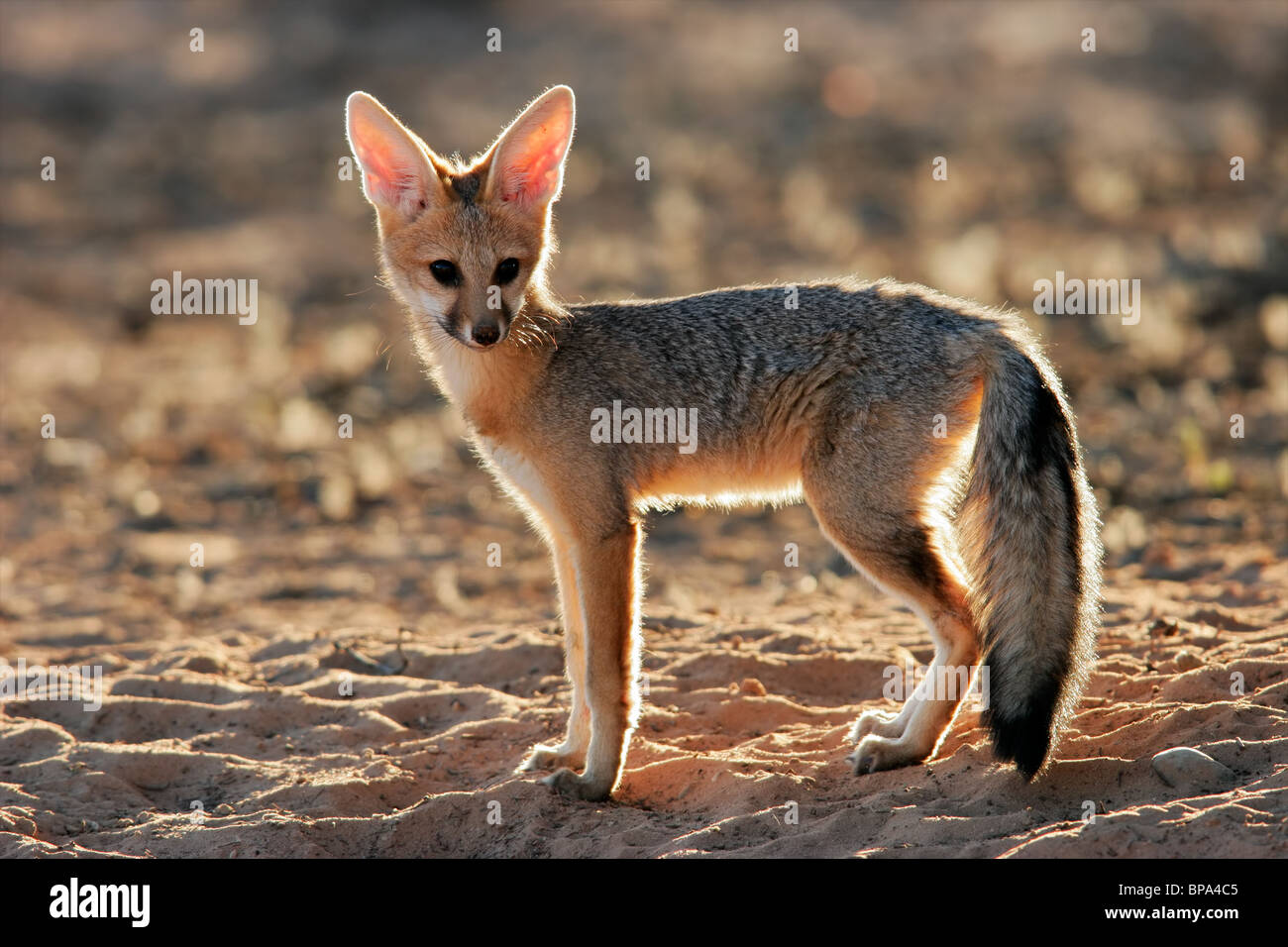 Backlit Cape fox (Vulpes chama), Kgalagadi Transfrontier Park, South ...