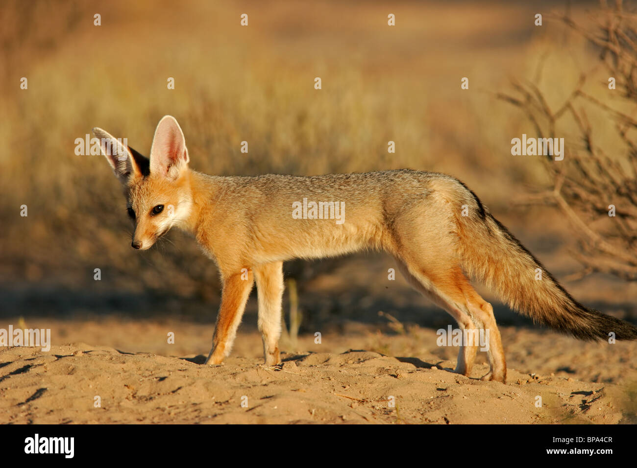 Cape fox (Vulpes chama), Kgalagadi Transfrontier Park, South Africa ...
