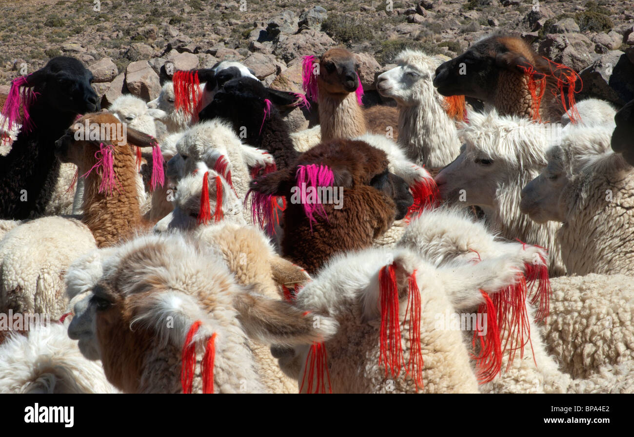 Alpaca with ear tag hi-res stock photography and images - Alamy
