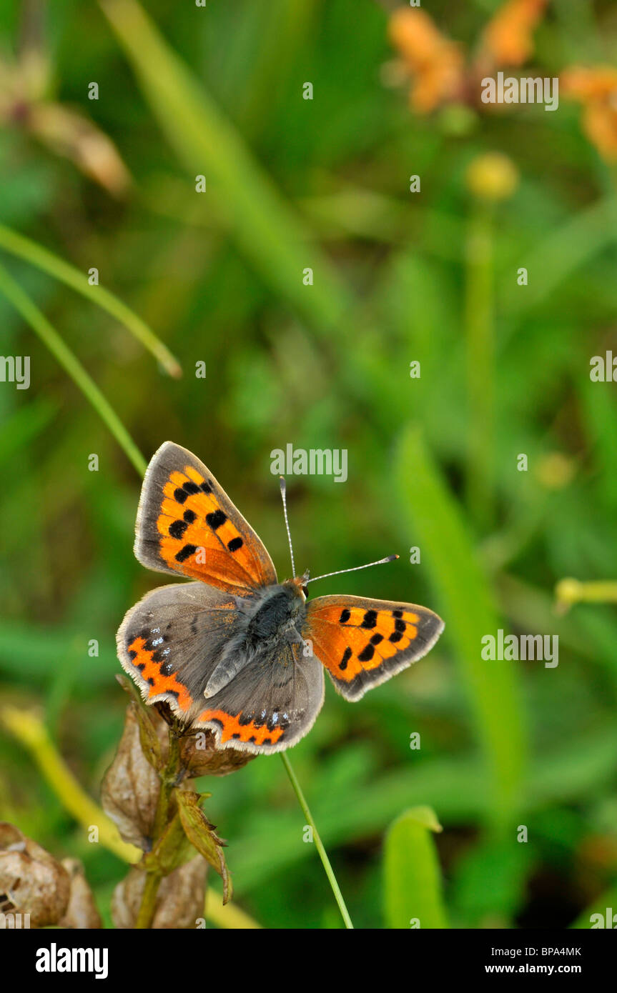 Small copper butterfly hi-res stock photography and images - Alamy