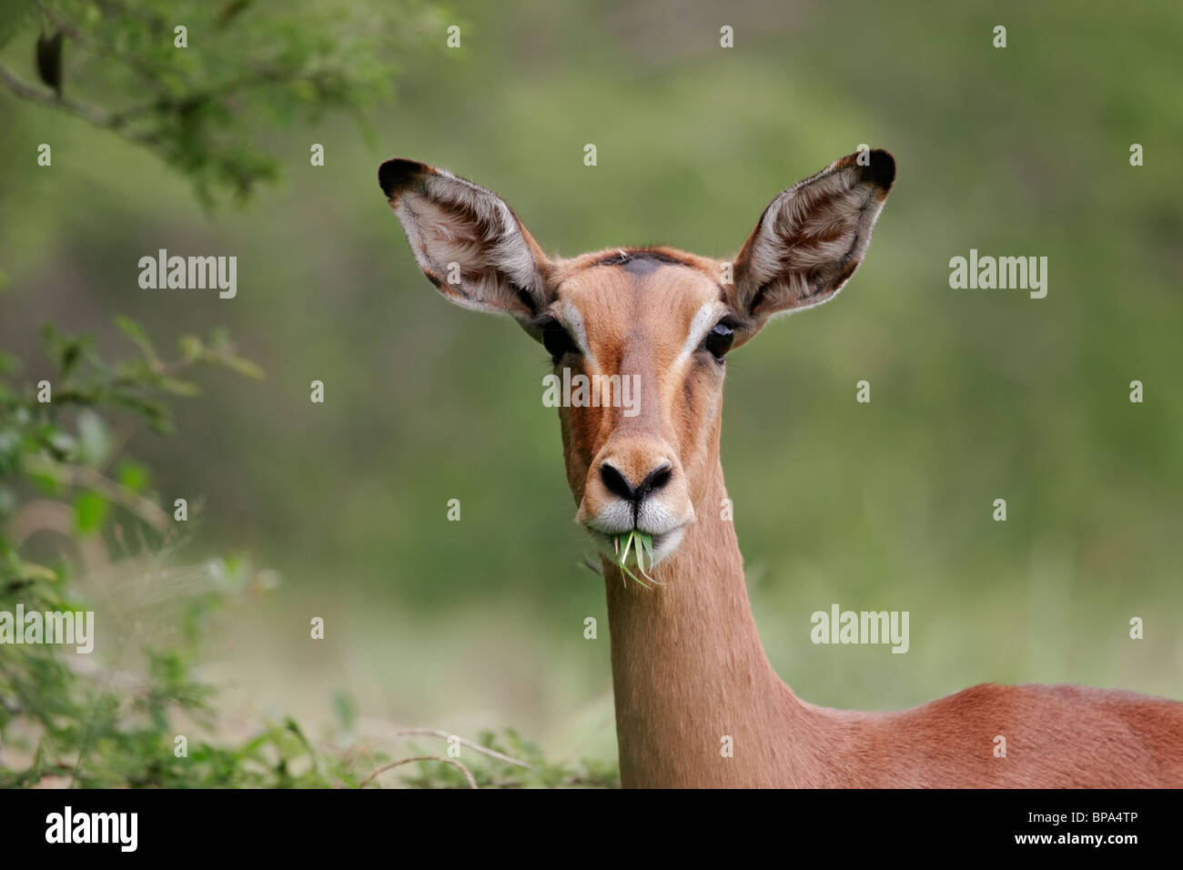 Portrait of a female impala (Aepyceros melampus), Kruger National Park ...