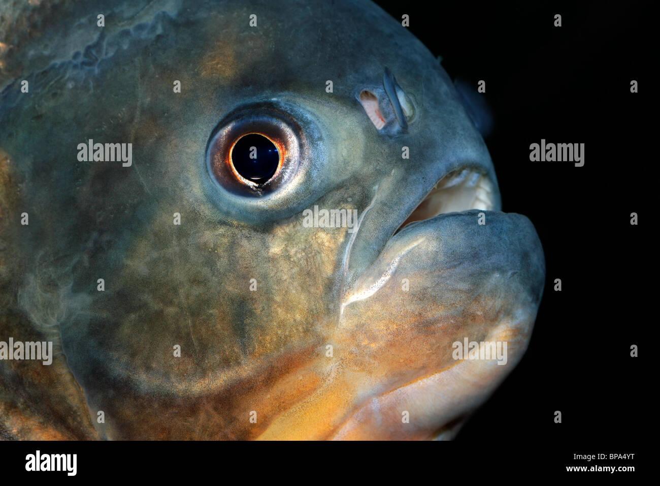 Portrait of a piranha fish Stock Photo - Alamy
