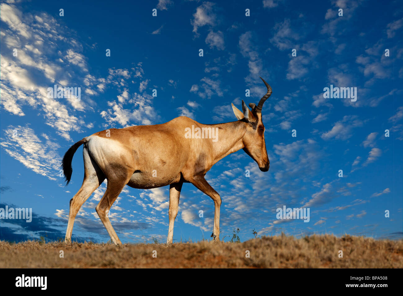Blue antelope hi-res stock photography and images - Alamy