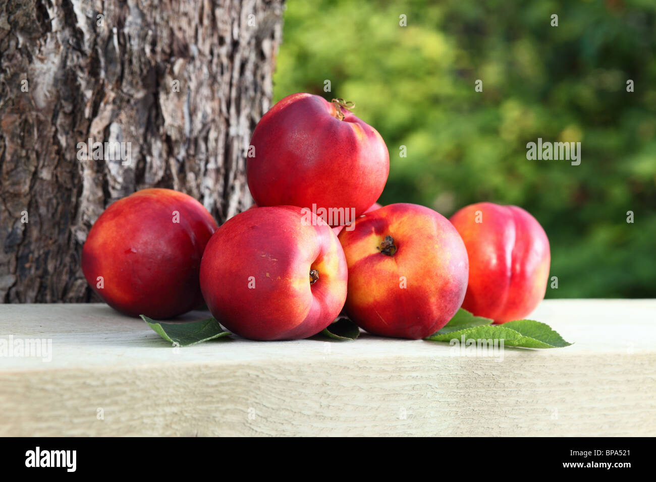 ripe nectarines near to a tree Stock Photo - Alamy