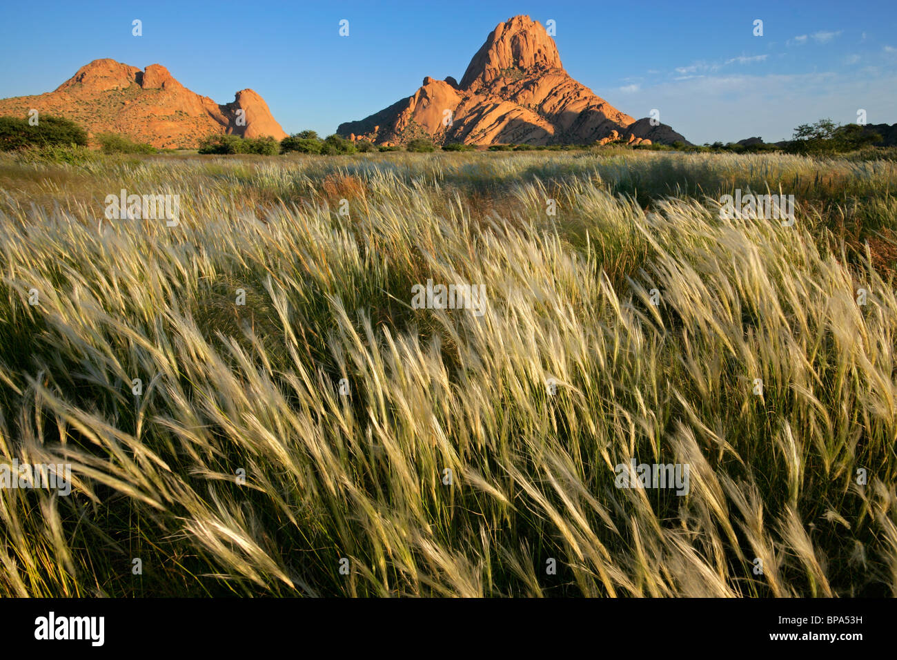 Landscape with waving grasses after a good rainy season, Spitzkoppe ...